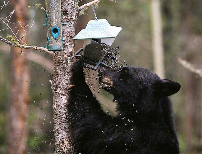 The Bear Faq(s) – Bearacades!